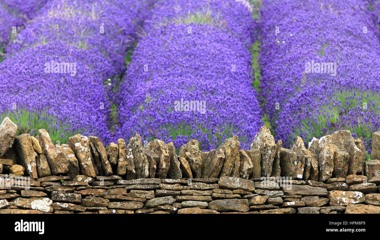 Vieux Mur de pierre ; champ de lavande dans le Somerset, Angleterre ...