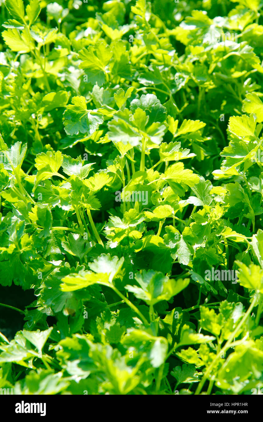 Plantes de persil frais Banque de photographies et d’images à haute ...