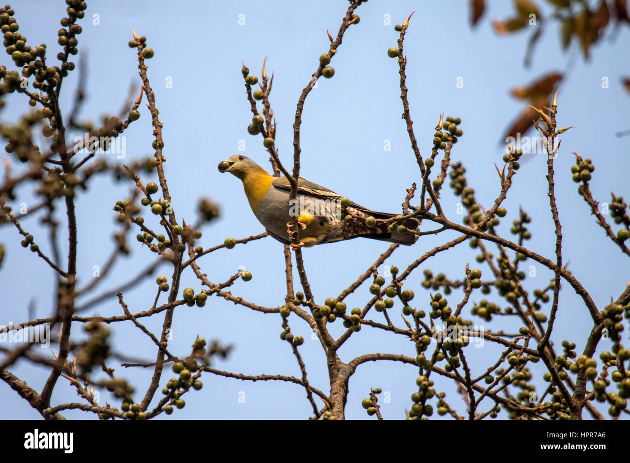 Pigeon vert aux pieds jaunes Banque de photographies et d’images à ...