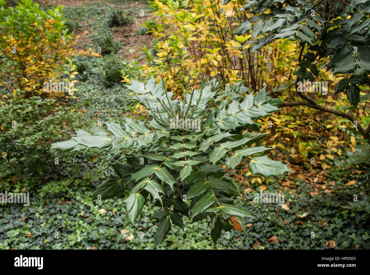 Belle feuille de cuir Banque de photographies et d’images à haute ...
