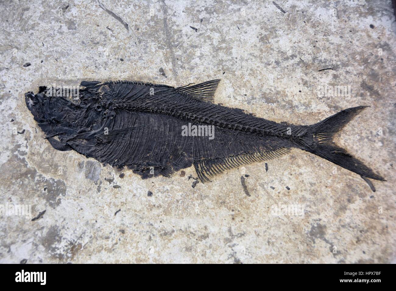 Fossil Bony Fish Banque d'image et photos - Alamy