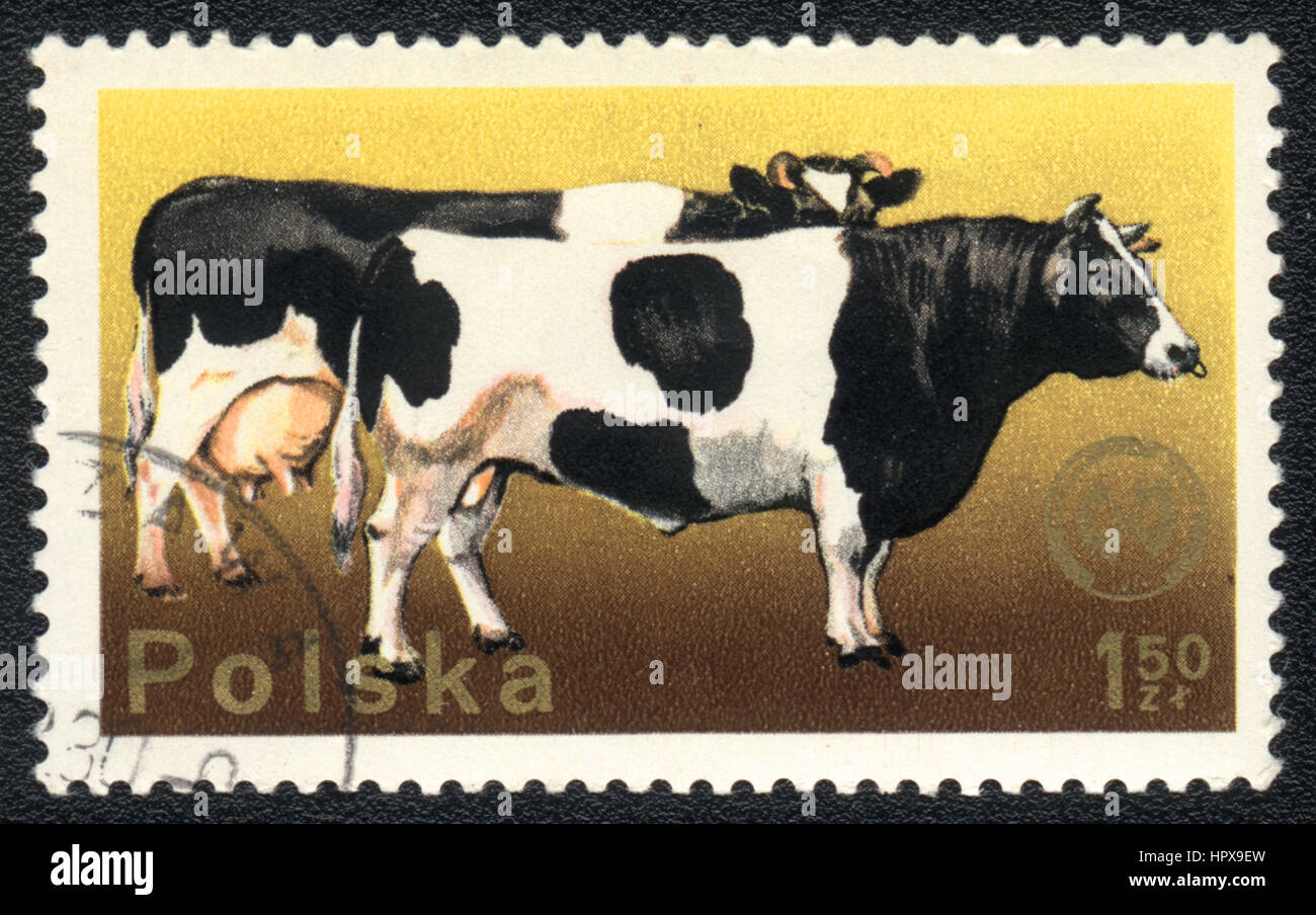 Un timbre-poste imprimé en Pologne montre un taureau et vache, à partir ...