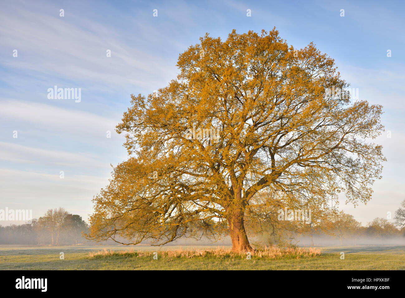 Chêne solitaire, chêne pédonculé (Quercus robur) au printemps, au ...