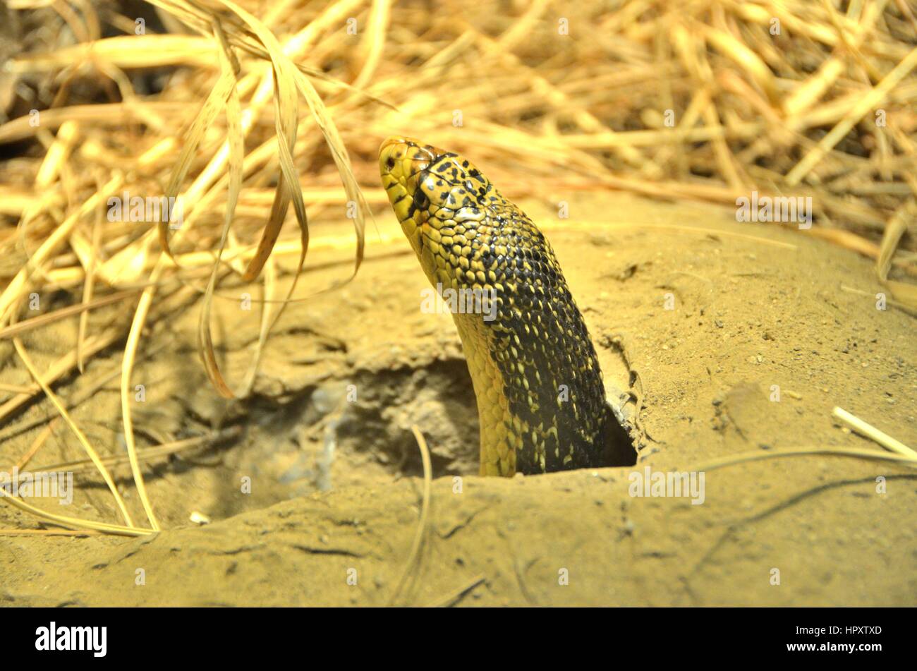 King cobra fangs Banque de photographies et d’images à haute résolution ...