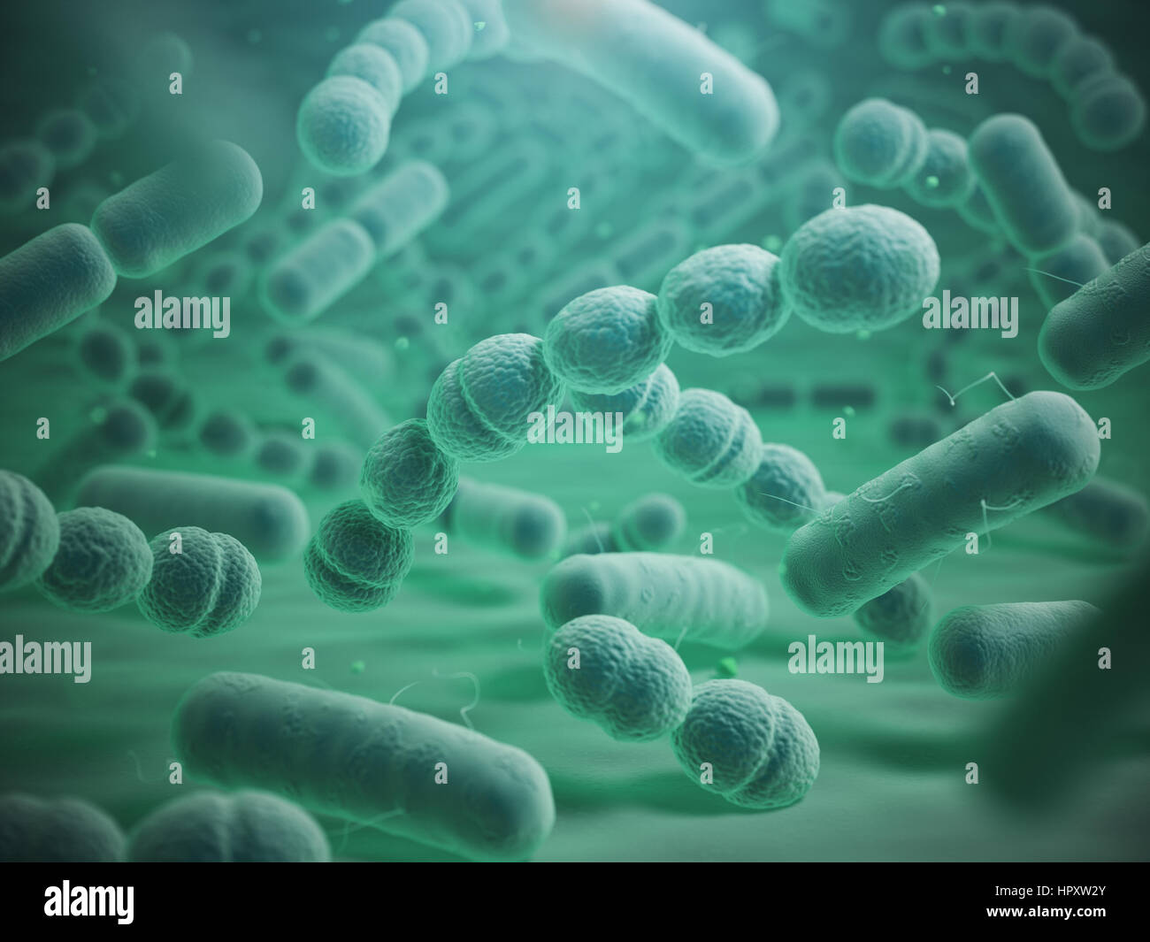 Diverses bactéries dans les cellules au microscope. La pneumonie à ...