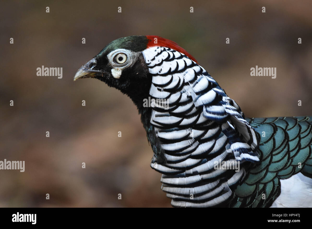 Faisan de lady amherst Banque de photographies et d’images à haute ...