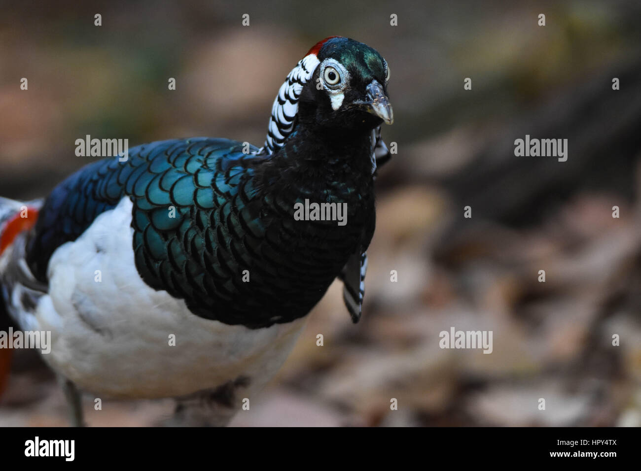 Faisan de lady amherst Banque de photographies et d’images à haute ...