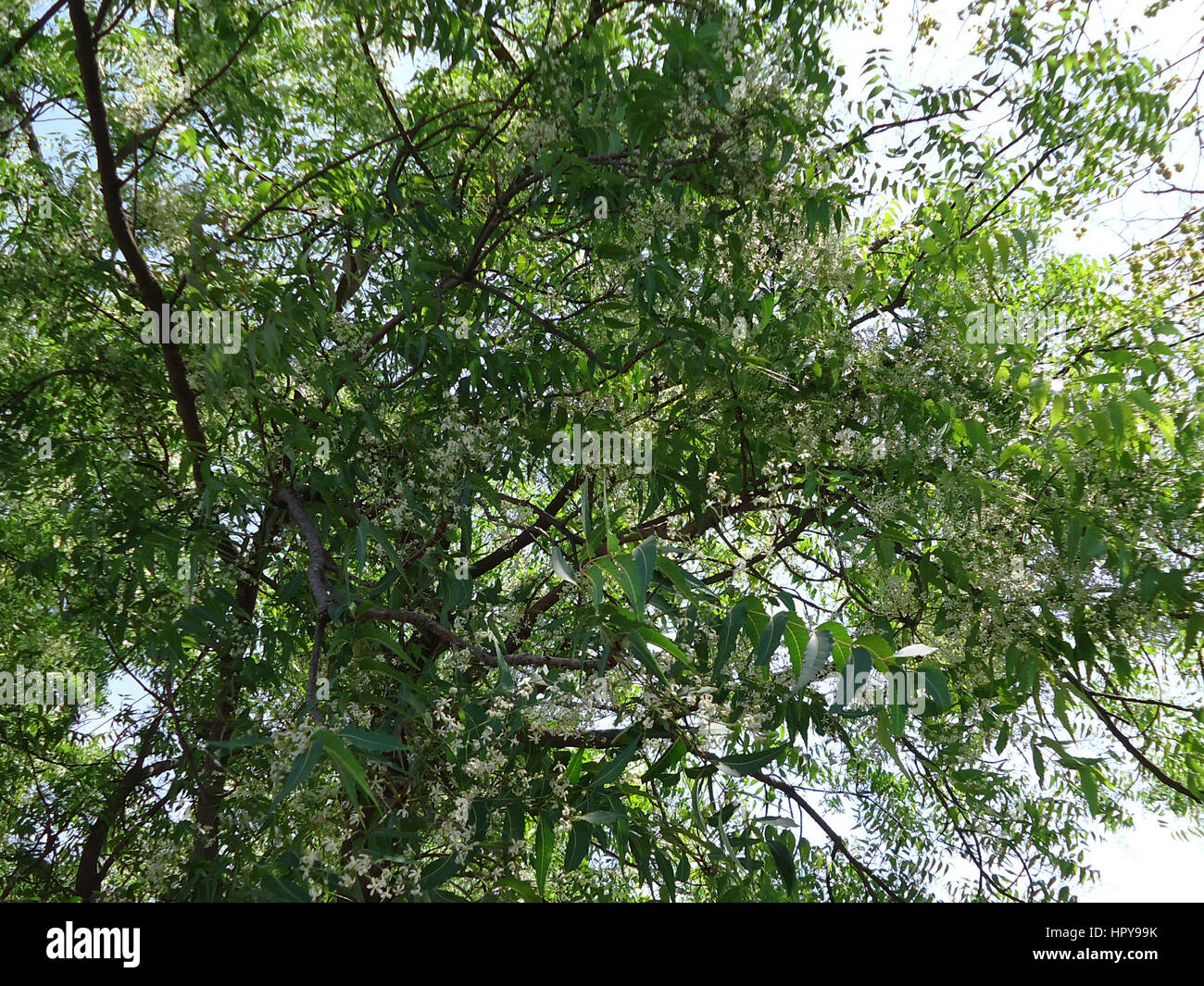 Arbre neem Banque de photographies et d’images à haute résolution - Alamy