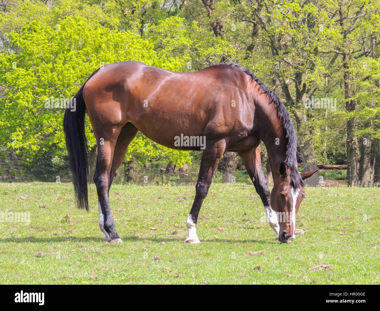 Cheval pur sang Banque de photographies et d’images à haute résolution ...