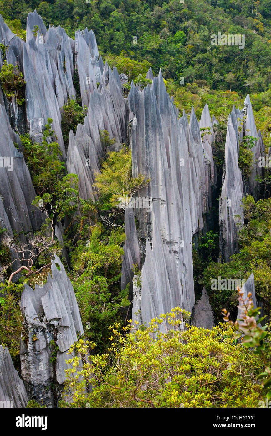 Les Pinacles, Parc national du Gunung Mulu, Sarawak, Bornéo, Malaisie ...
