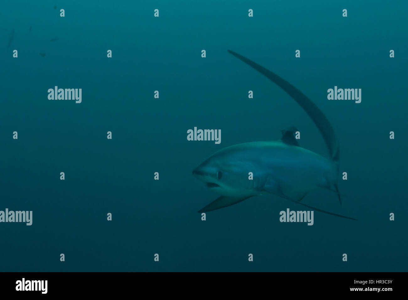 Requin renard Banque de photographies et d’images à haute résolution ...