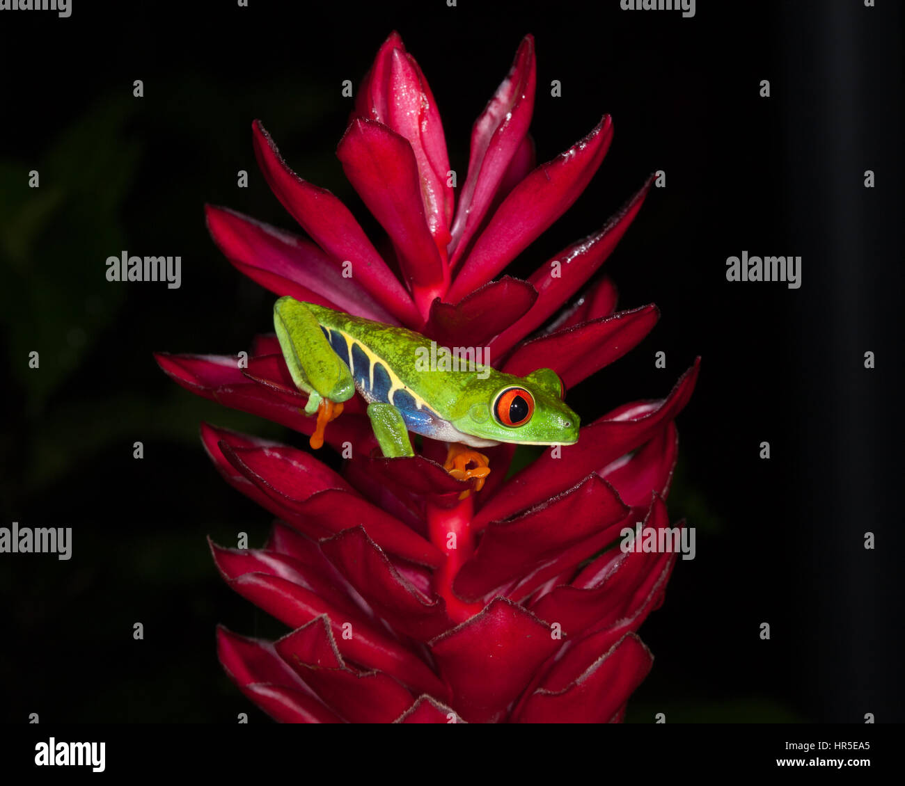 Grenouille costa rica sur fleur rouge Banque de photographies et d ...