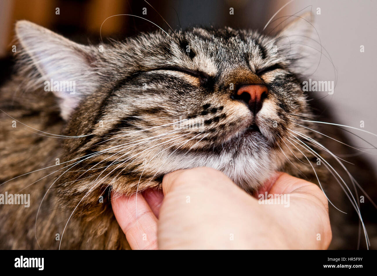 Caresser un chat Banque de photographies et d’images à haute résolution ...