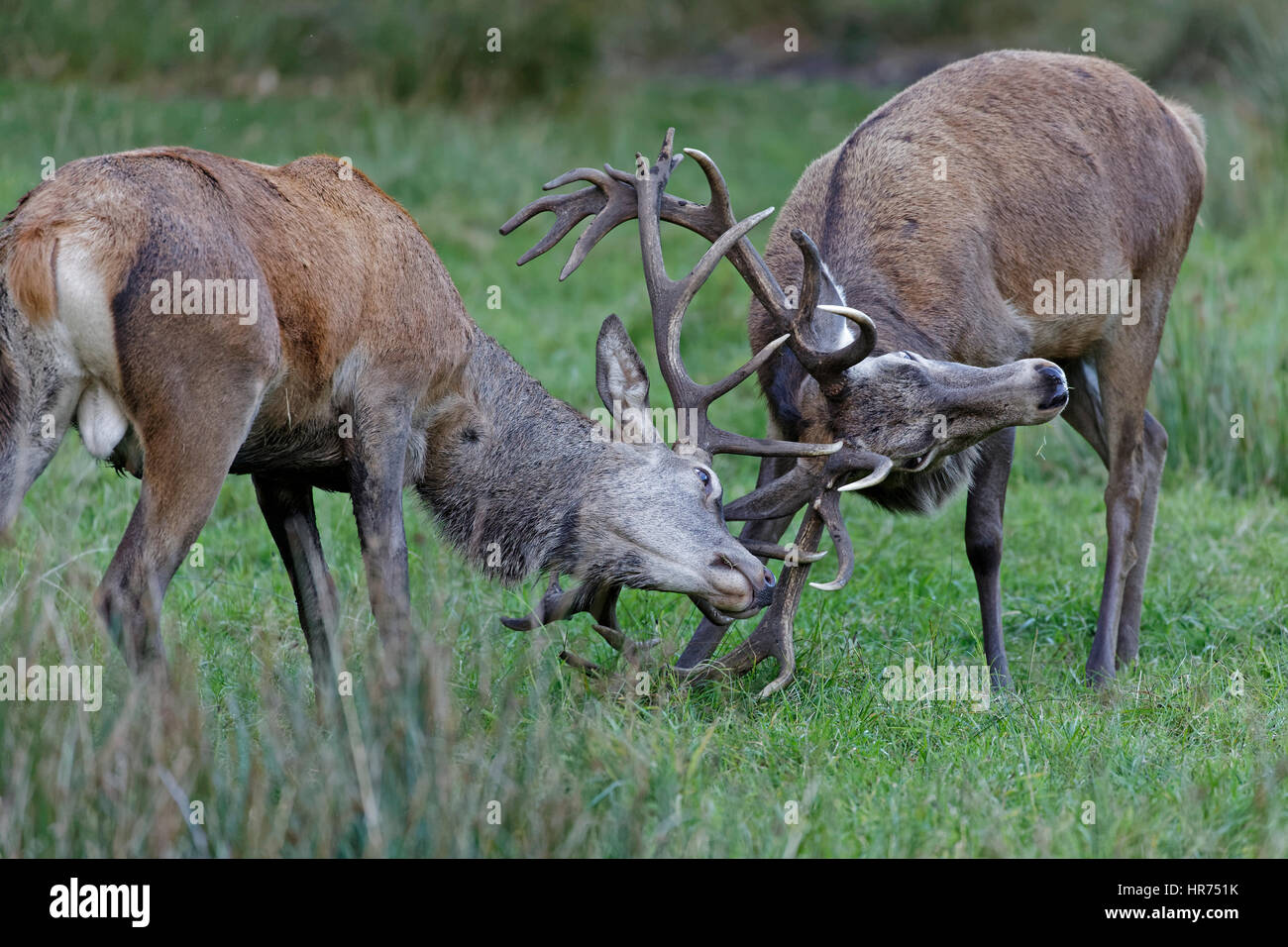 Combat de cerf rouge Banque de photographies et d’images à haute ...