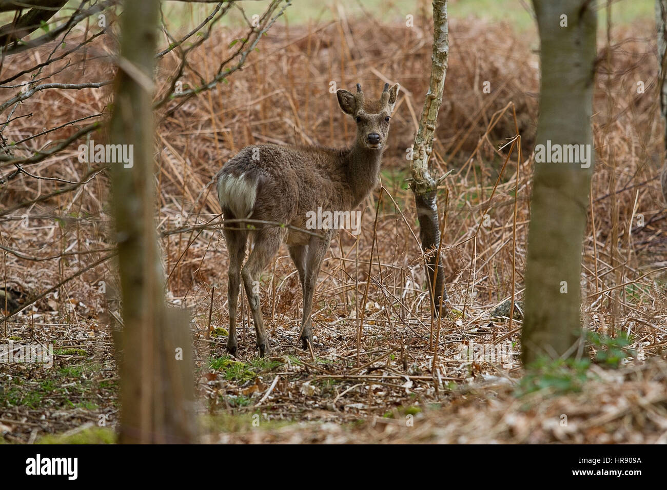 Photo d'un jeune cerf Sika mâle debout dans un bois à par-dessus son ...