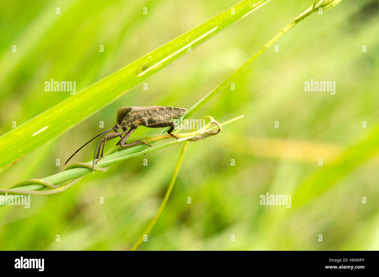 Insecte ravageur du riz Banque de photographies et d’images à haute ...