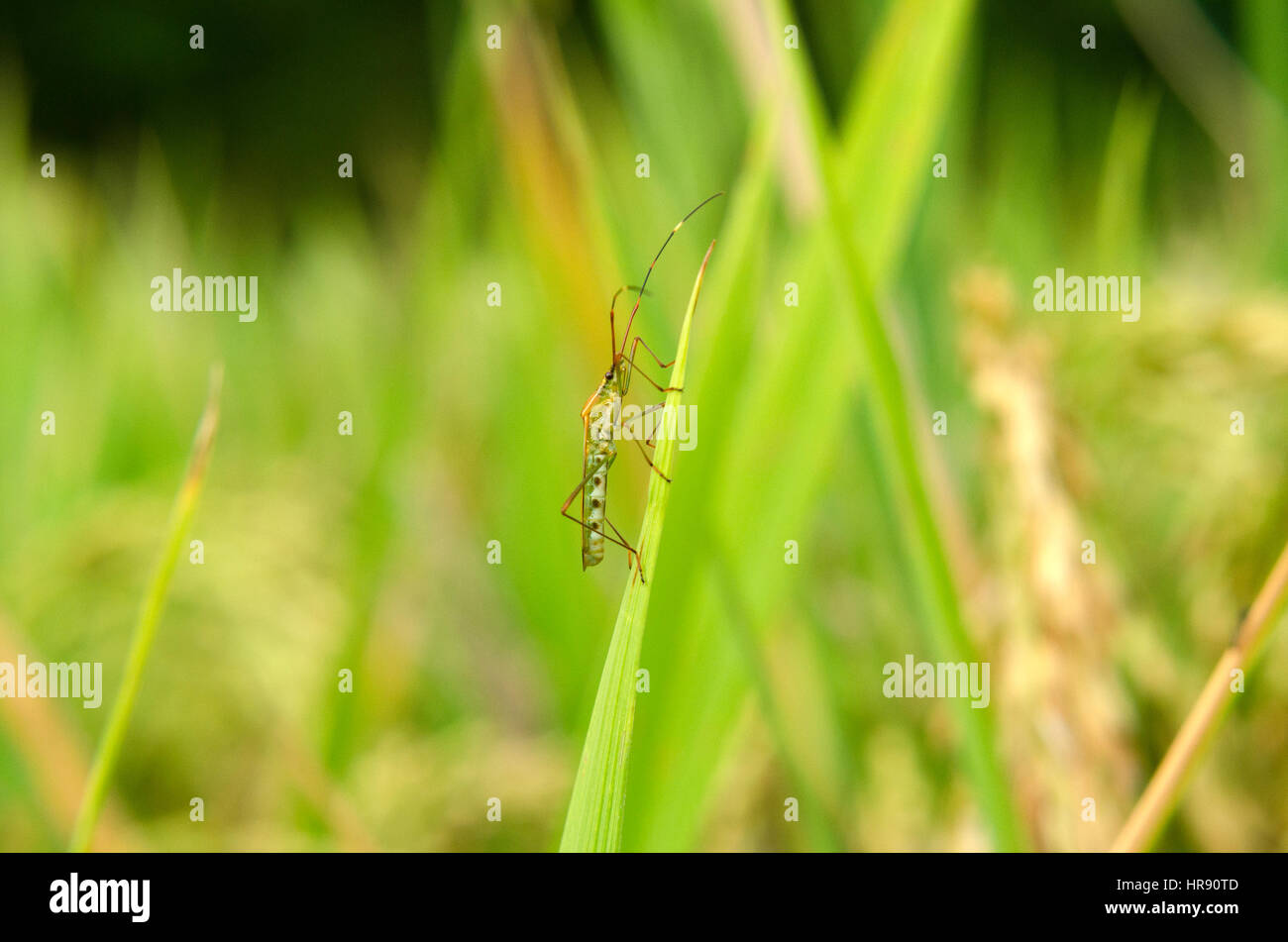 Ravageur de riz Photo Stock - Alamy