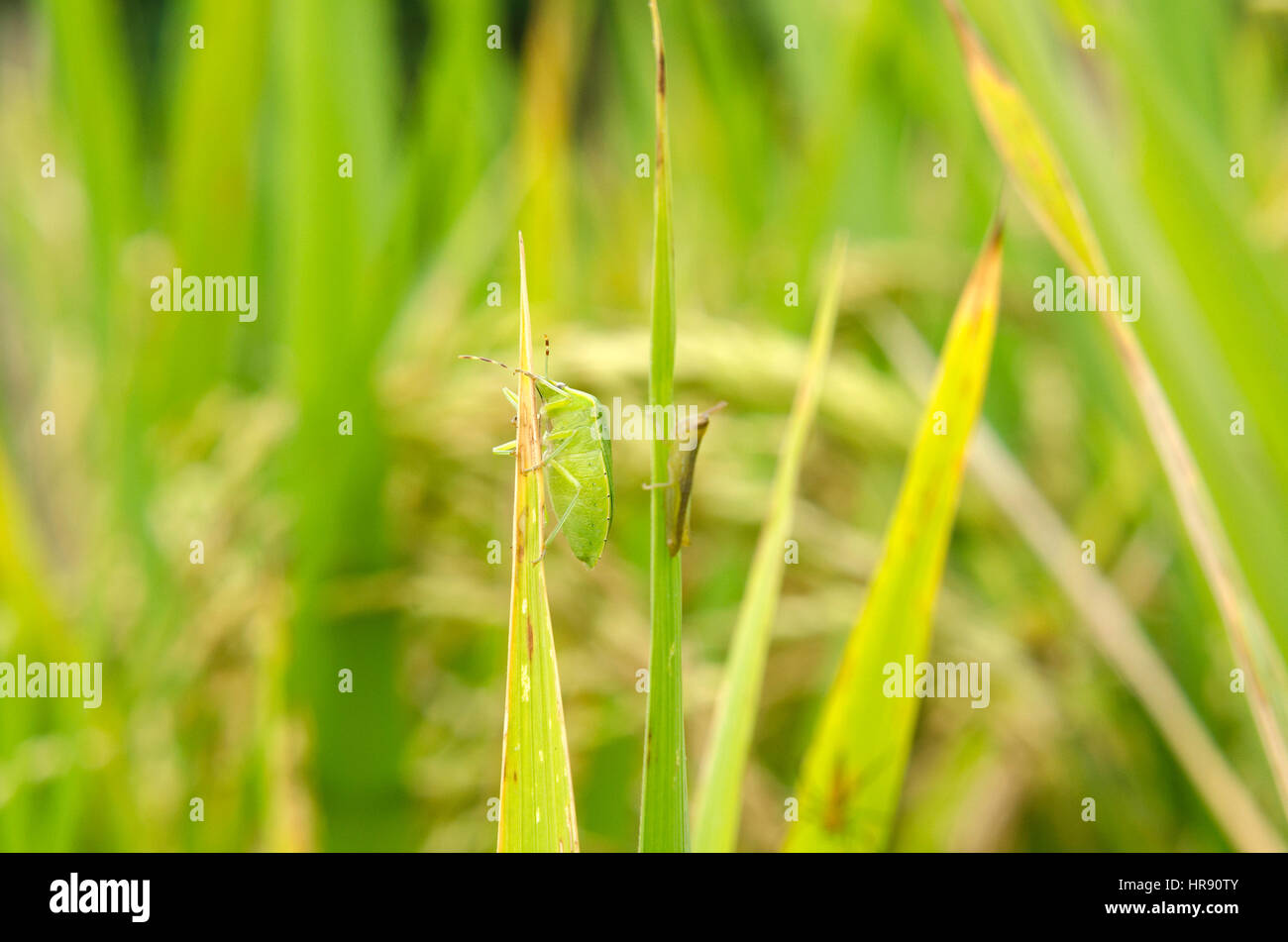 Insecte ravageur du riz Banque de photographies et d’images à haute ...