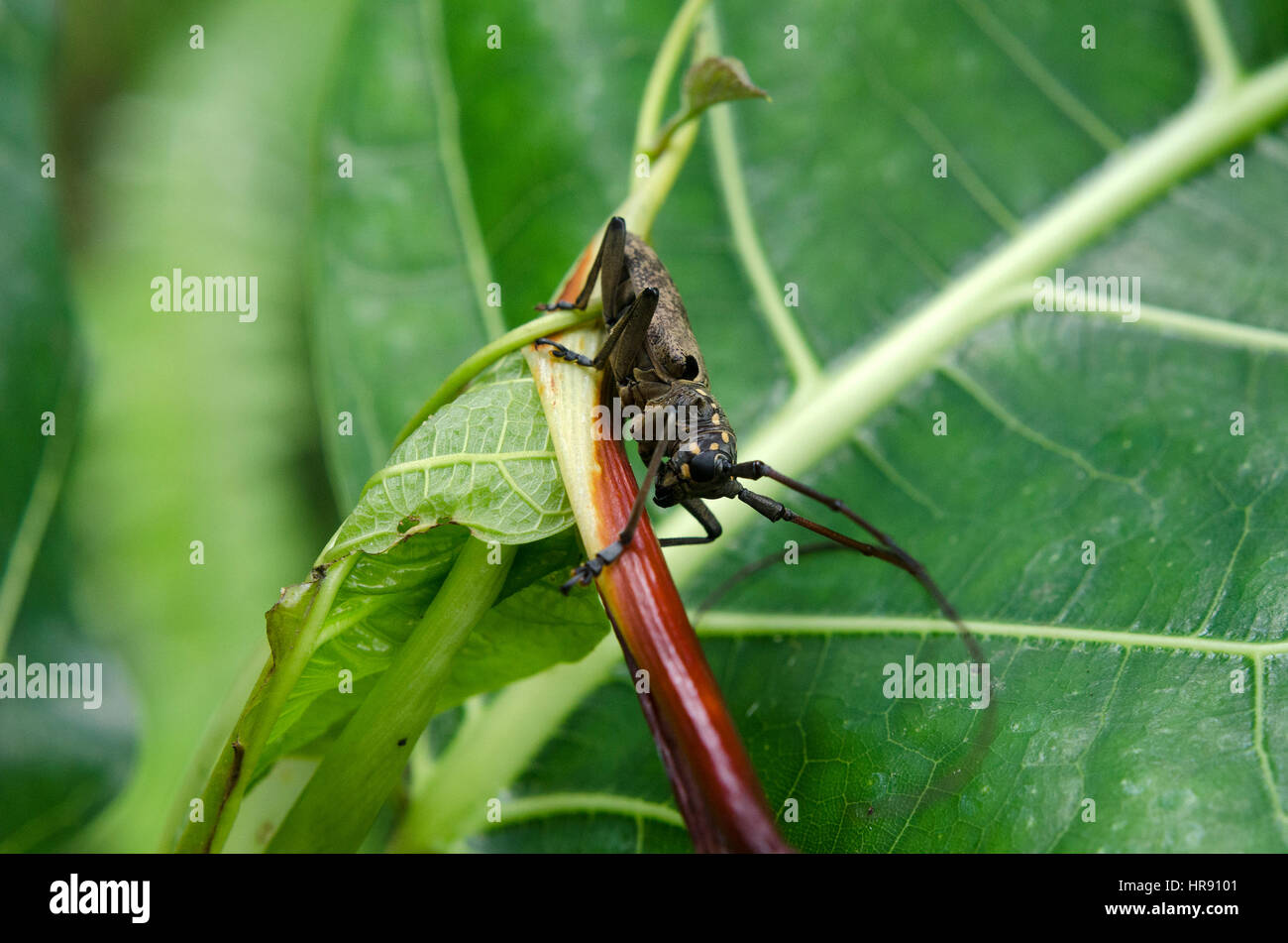 Ravageur rural Banque de photographies et d’images à haute résolution ...