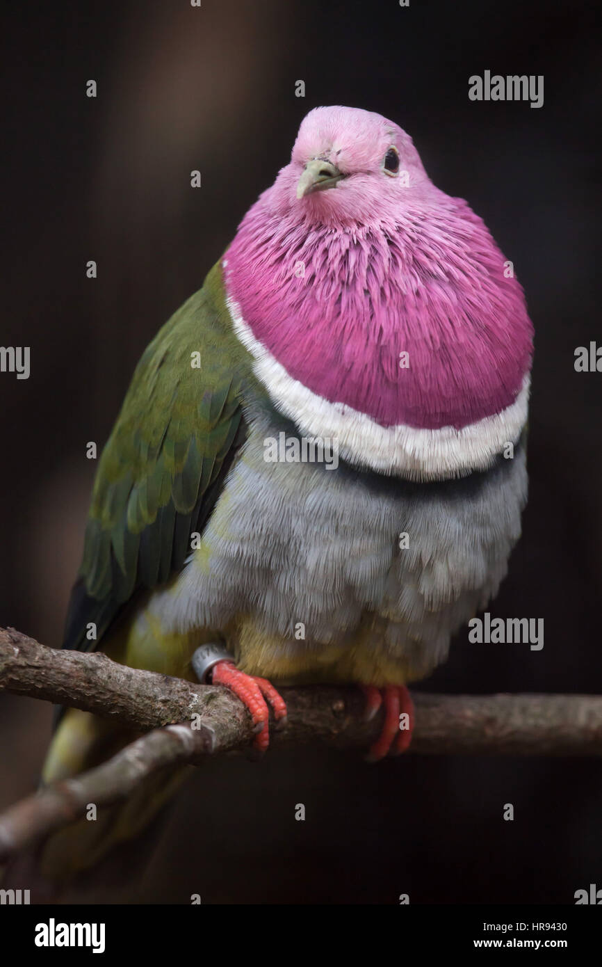 Colombes de fruits rose cou Banque de photographies et d’images à haute ...