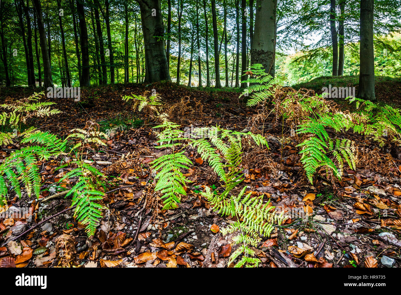 Litière de forêt Banque de photographies et d’images à haute résolution ...