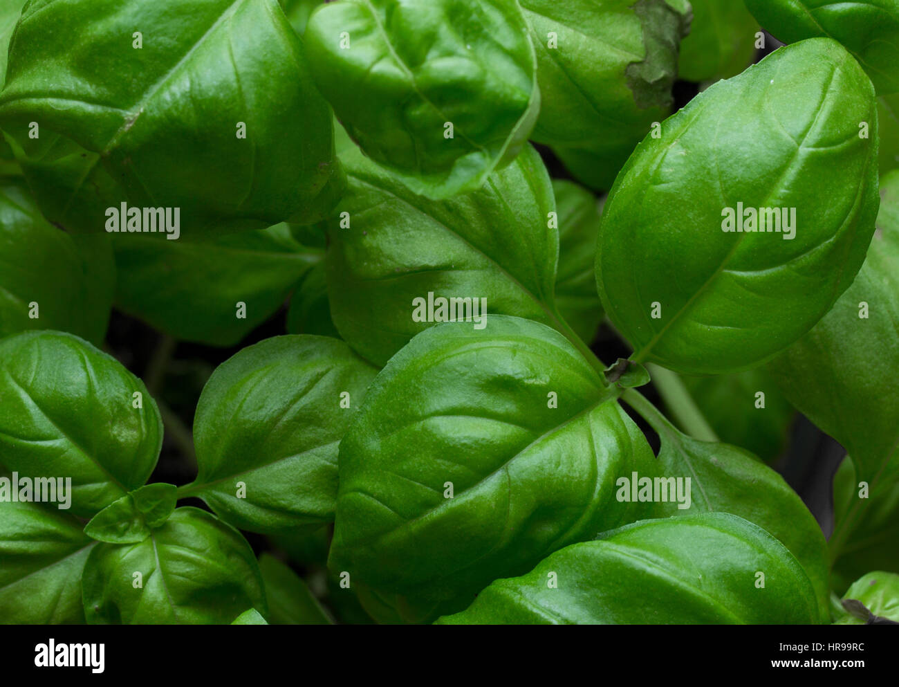 Feuilles de basilic feuille Banque de photographies et d’images à haute ...