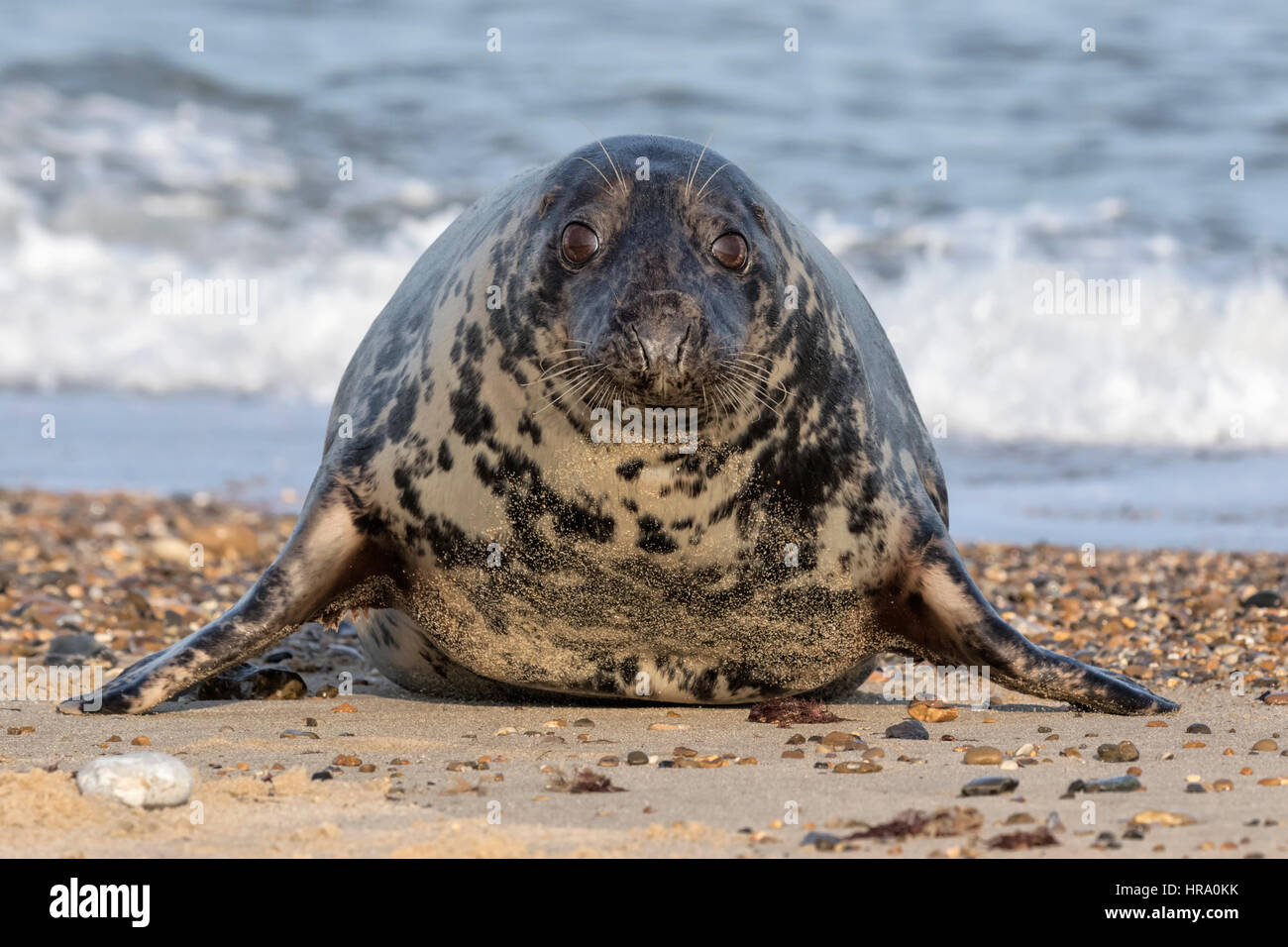 Phoque gris halichoerus grypus portrait de femme Banque de ...