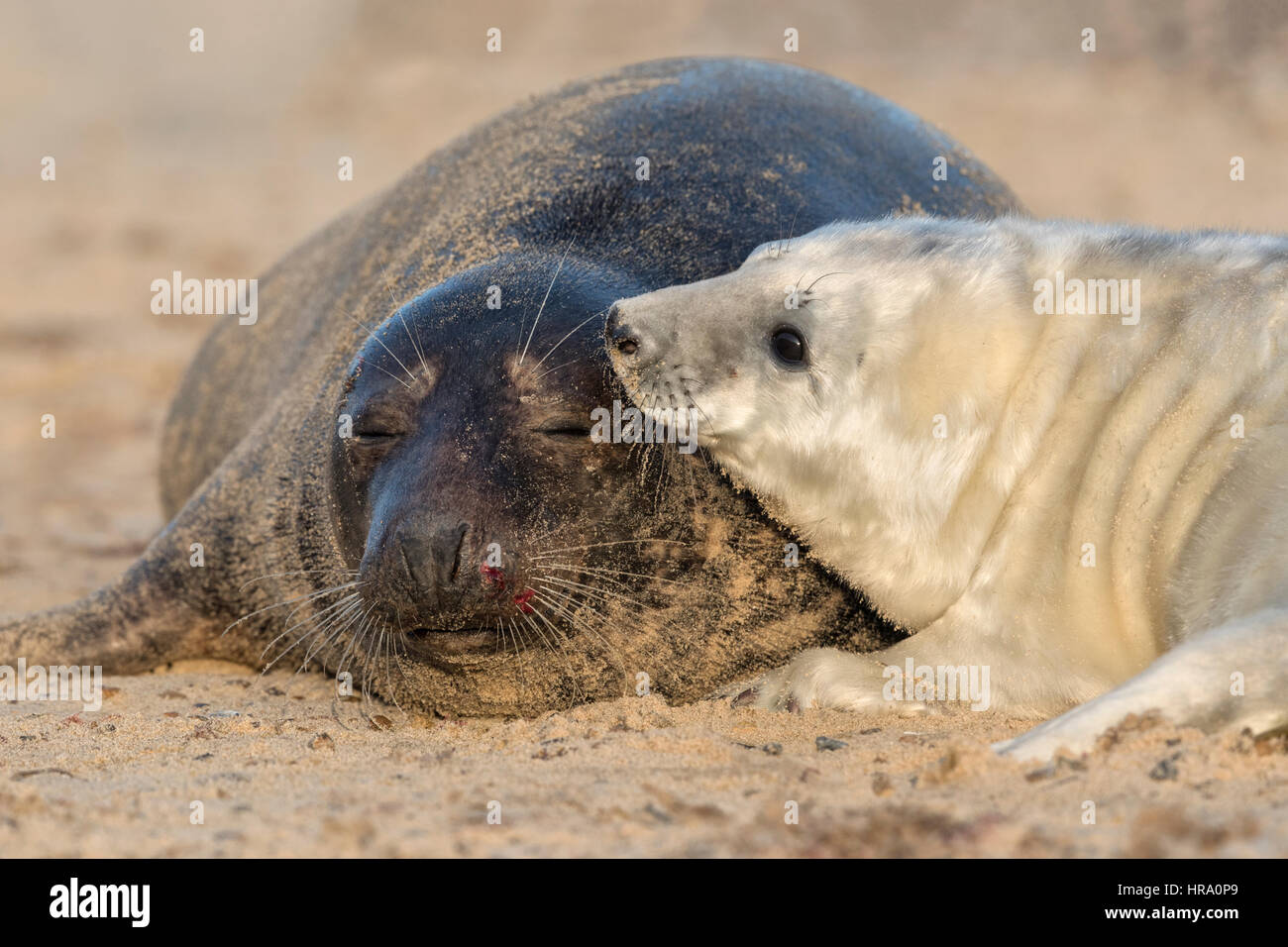 Phoque gris halichoerus grypus portrait de femme Banque de ...