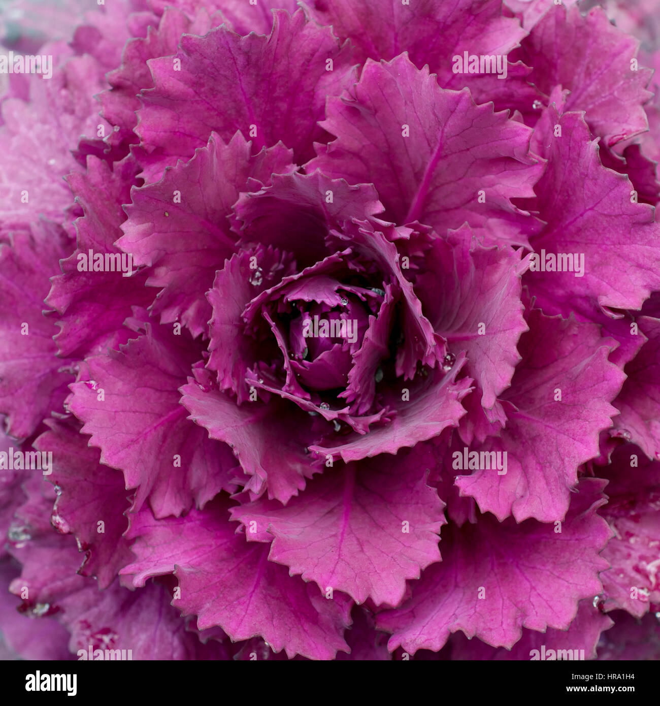 Planche botanique chou Banque de photographies et d’images à haute ...