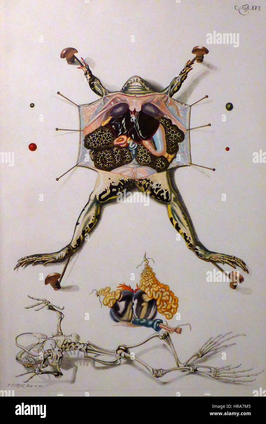 Dissection De Grenouille Banque d'image et photos - Alamy