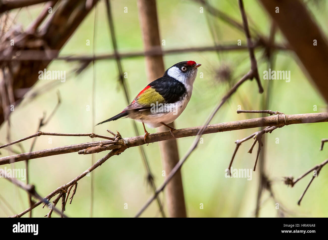 Je militaris Banque de photographies et d’images à haute résolution - Alamy