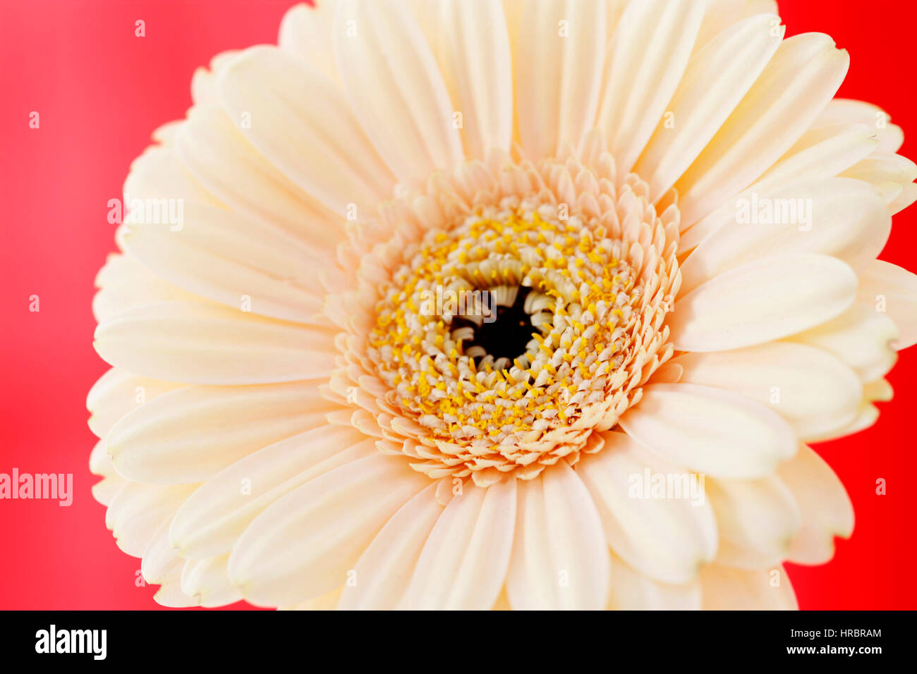 Fleur De Gerbera Germini Banque d'image et photos - Alamy