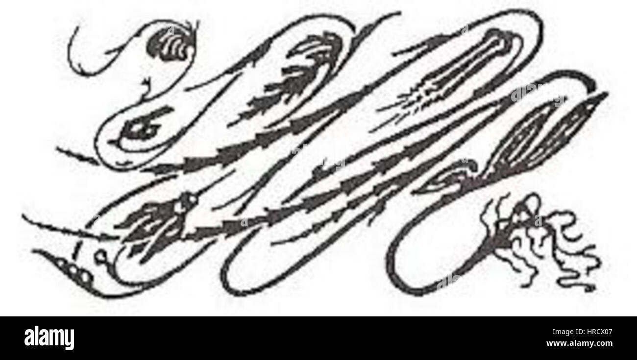 Hermann obrist Banque de photographies et d’images à haute résolution ...