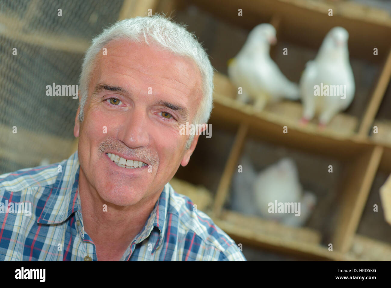 Pigeon breeder Banque de photographies et d’images à haute résolution ...