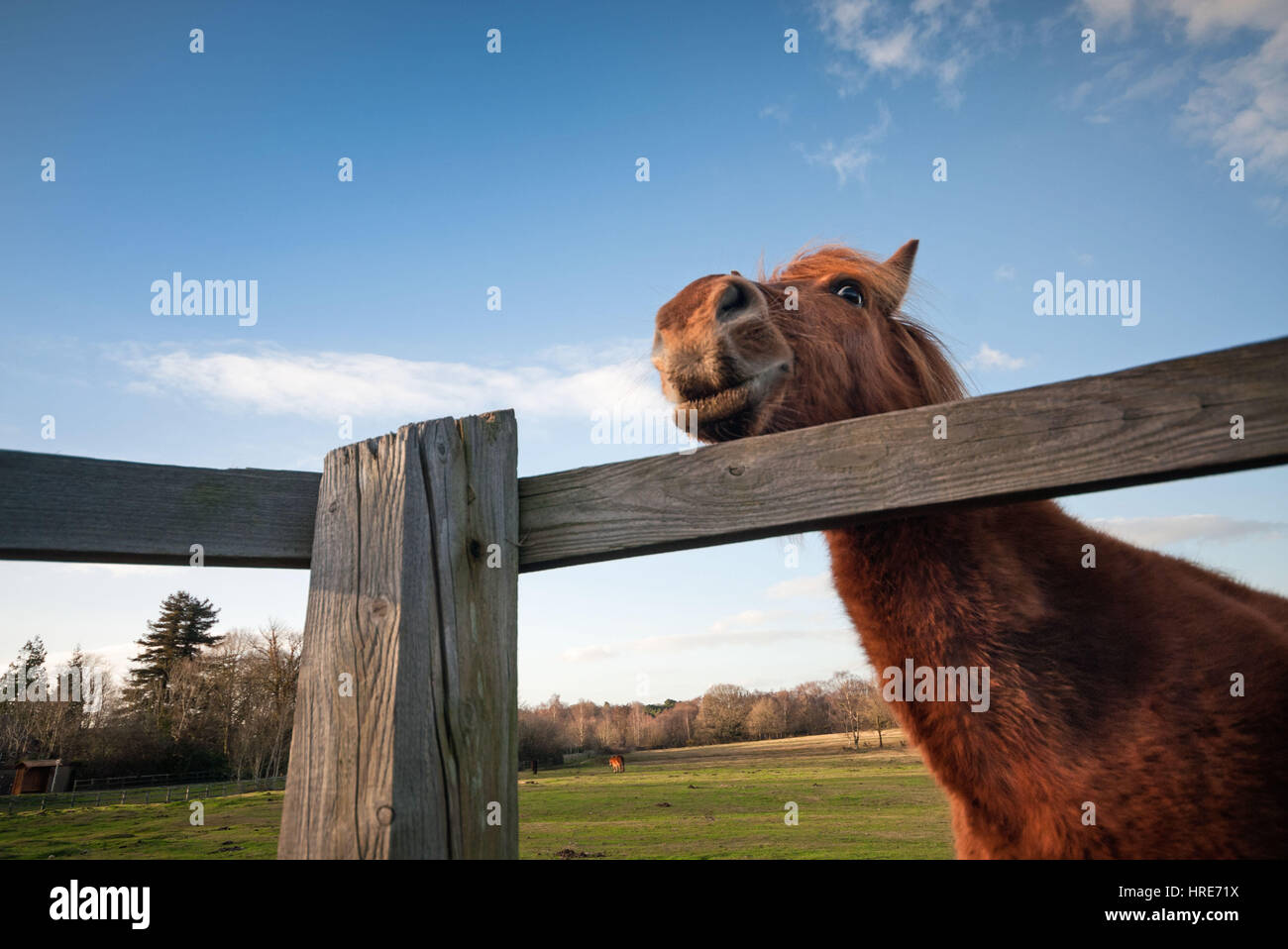 Cheval rigolo Banque de photographies et d’images à haute résolution ...