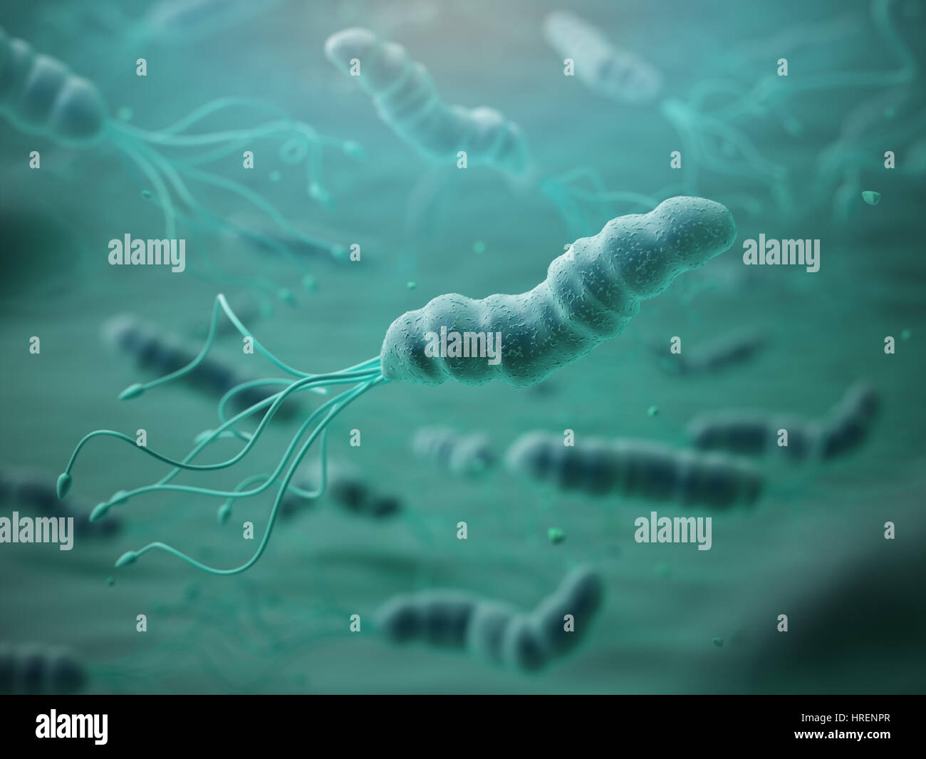 Helicobacter pylori microscope Banque de photographies et d’images à ...
