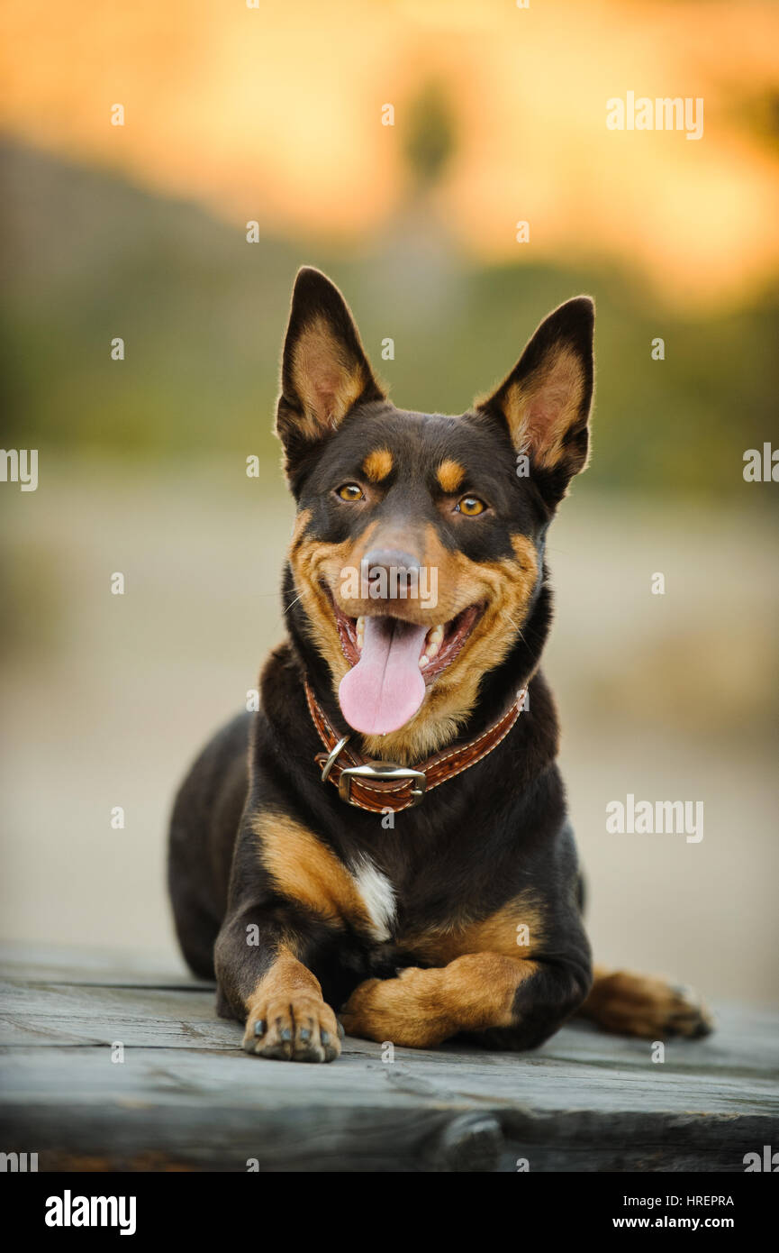 Kelpie australien Banque de photographies et d’images à haute ...