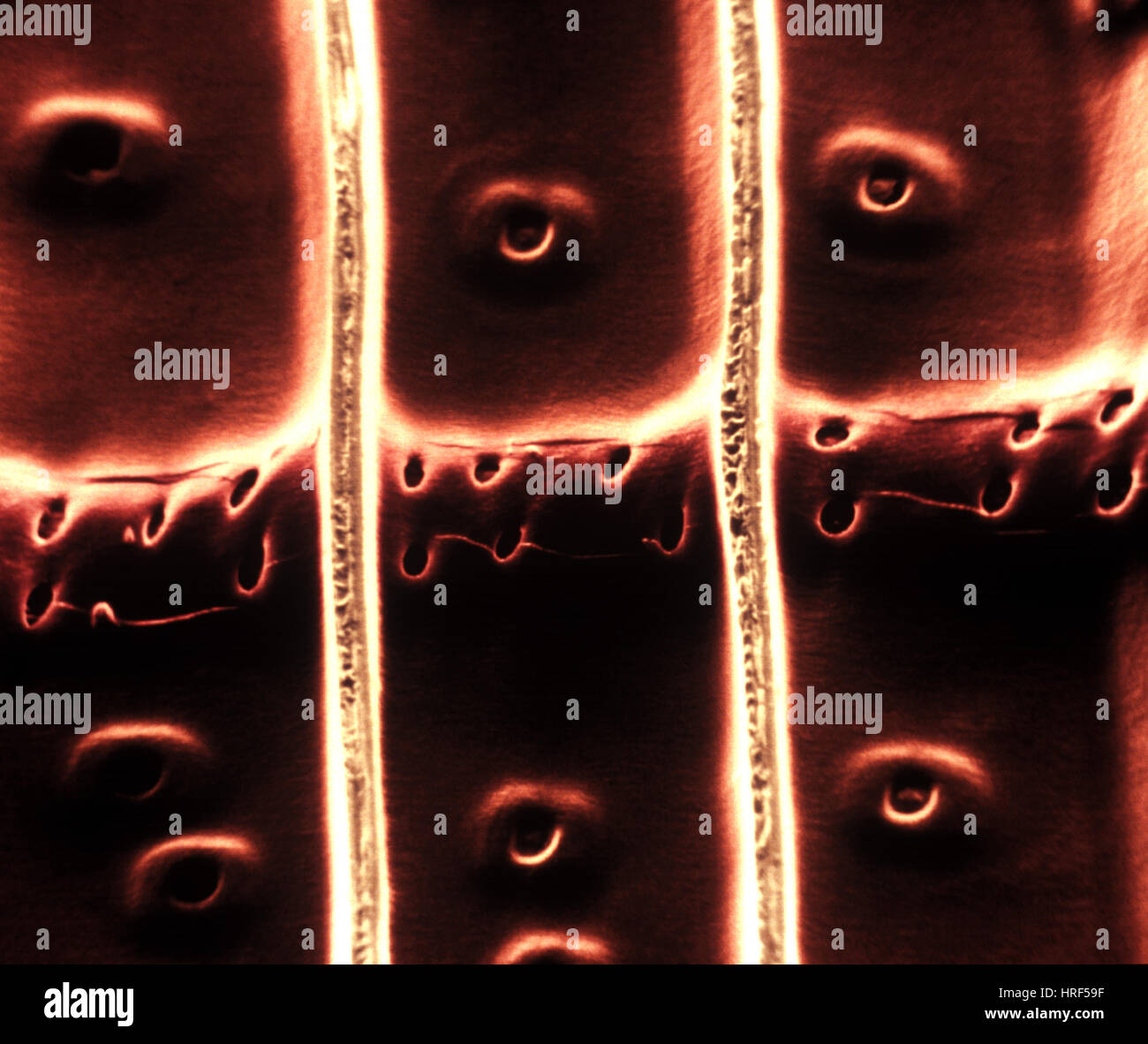 Xylem tissue Banque de photographies et d’images à haute résolution - Alamy