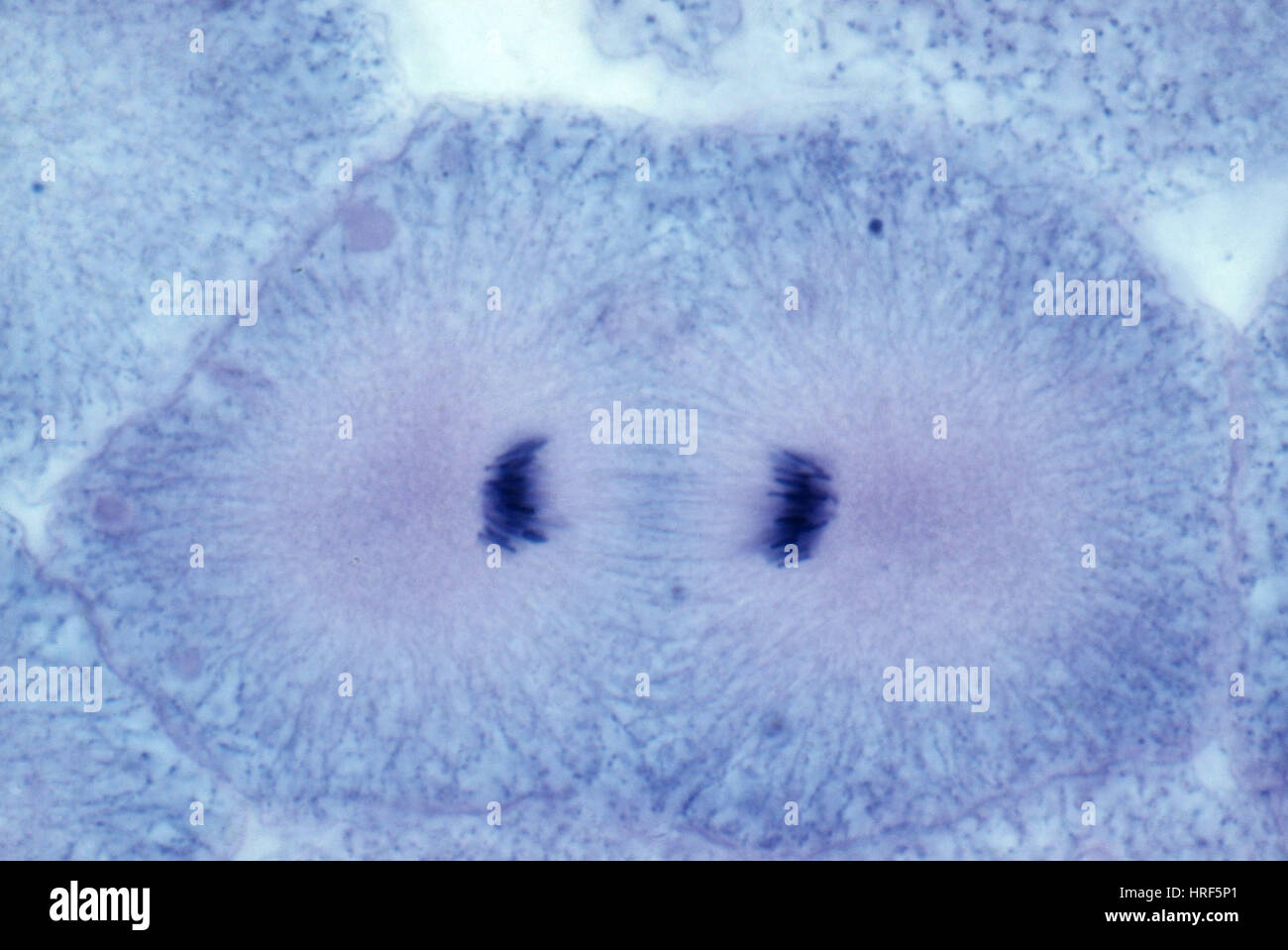 Microscopie optique cellule animale Banque de photographies et d’images ...