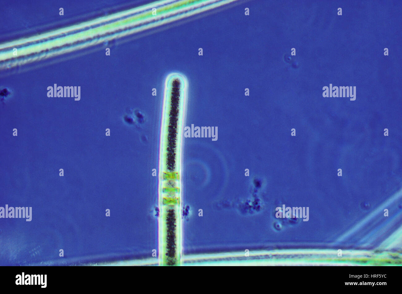 Cyanobacteria microscope Banque de photographies et d’images à haute ...
