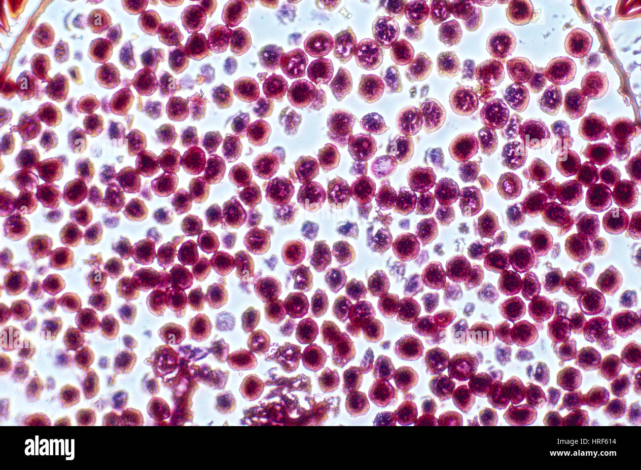 Reproduction de la mousse Banque de photographies et d’images à haute ...