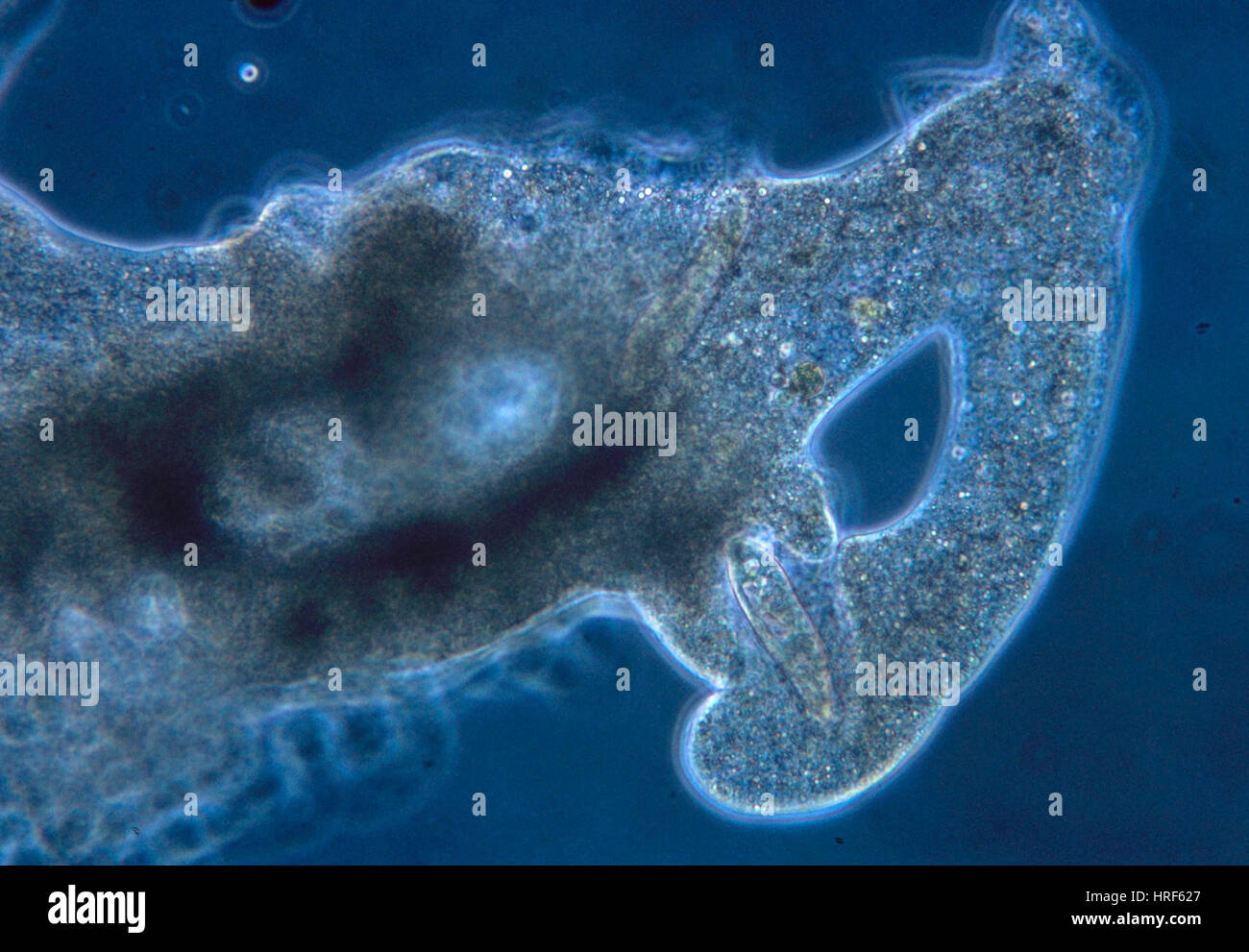 Amibe sp Banque de photographies et d’images à haute résolution - Alamy