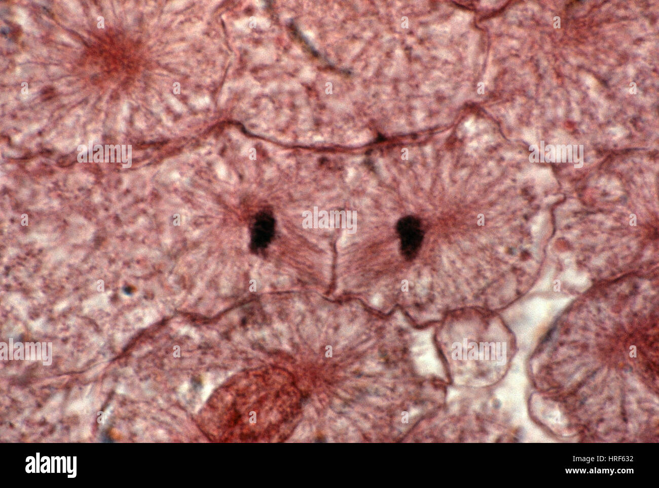 Microscopie optique cellule animale Banque de photographies et d’images ...