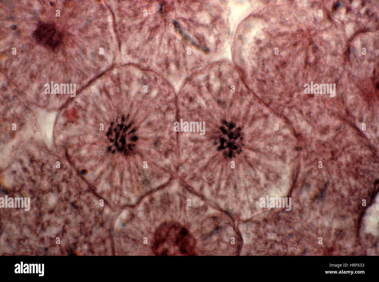 Microscopie optique cellule animale Banque de photographies et d’images à haute résolution - Alamy