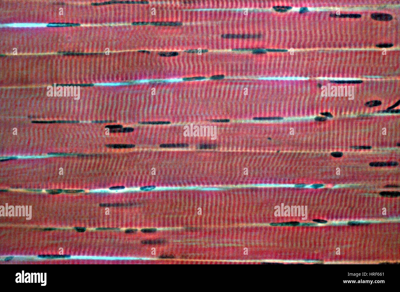 Histologie cellulaire micrographie optique lm micrographie microscopie ...