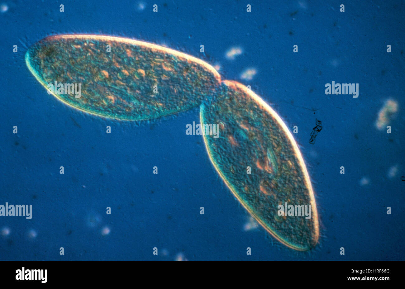 Paramecie Microscopique Banque d'image et photos - Alamy