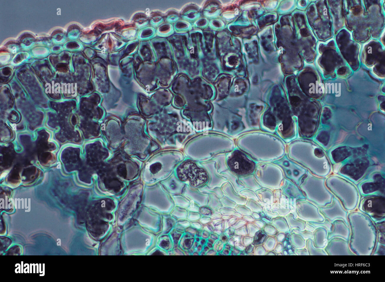 Mesophyll Cell Banque d'image et photos - Alamy