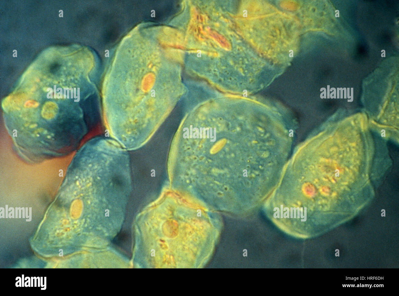 Cellules des joues Banque de photographies et d’images à haute ...