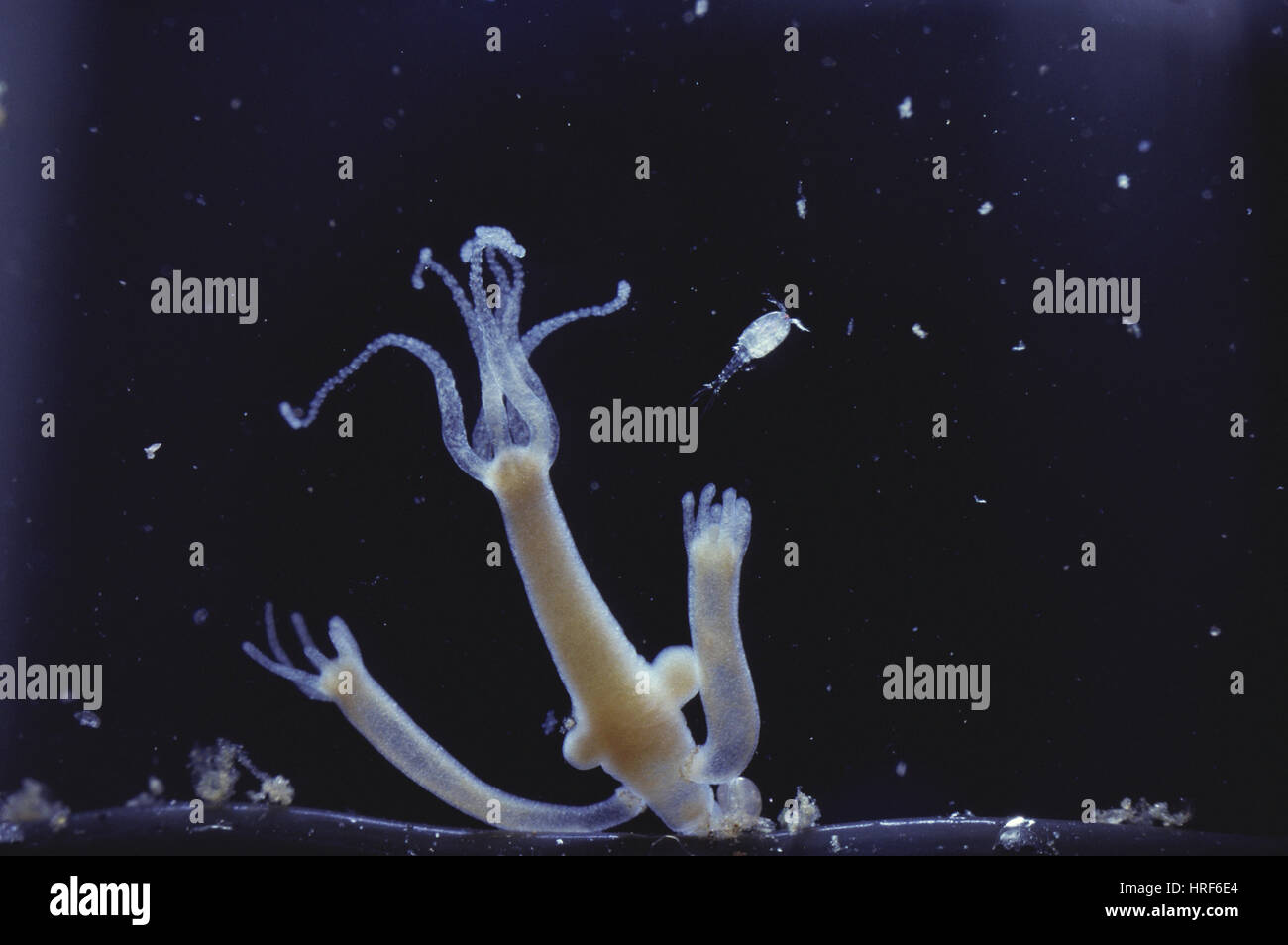 Hydra Oligactis Banque d'image et photos - Alamy