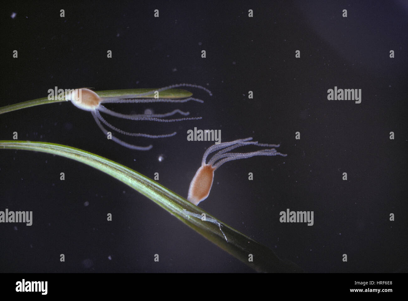 Hydra Oligactis Banque d'image et photos - Alamy